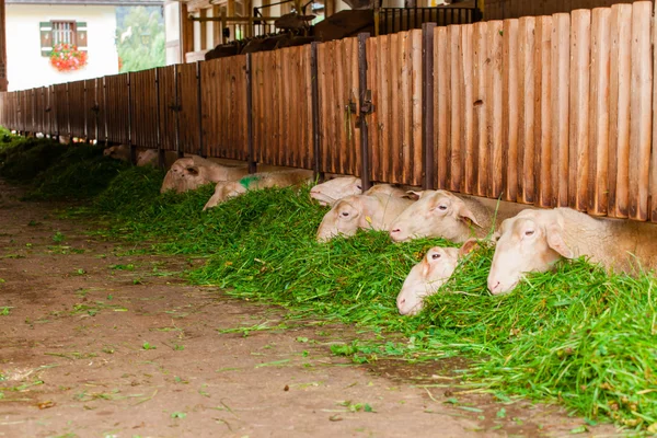Sheep backside Stock Photos, Royalty Free Sheep backside Images ...