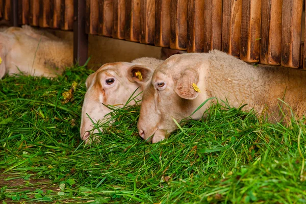 Sheep backside Stock Photos, Royalty Free Sheep backside Images ...