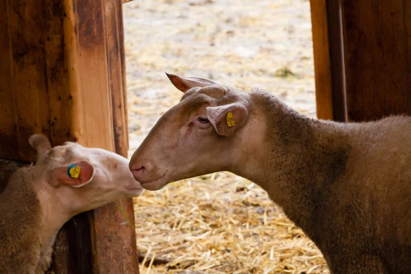 Sheep backside Stock Photos, Royalty Free Sheep backside Images ...