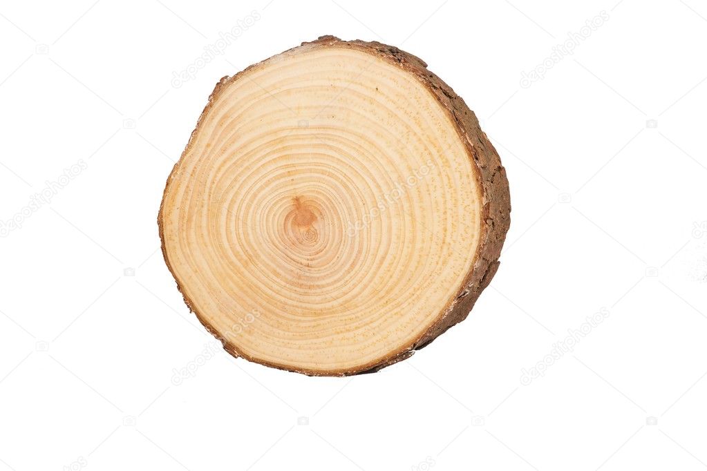 Sectional view of tree Stock Photo by ©rades 72191661