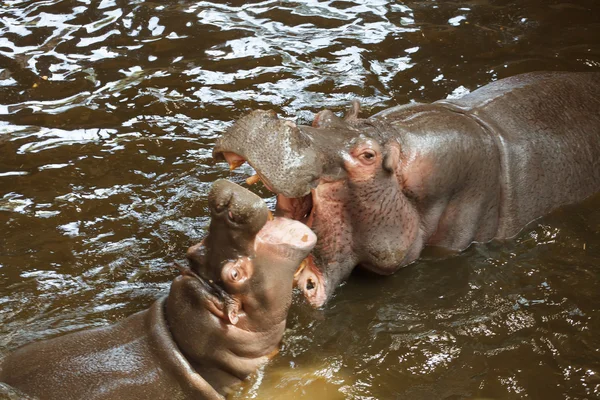 Animals Fighting For Water
