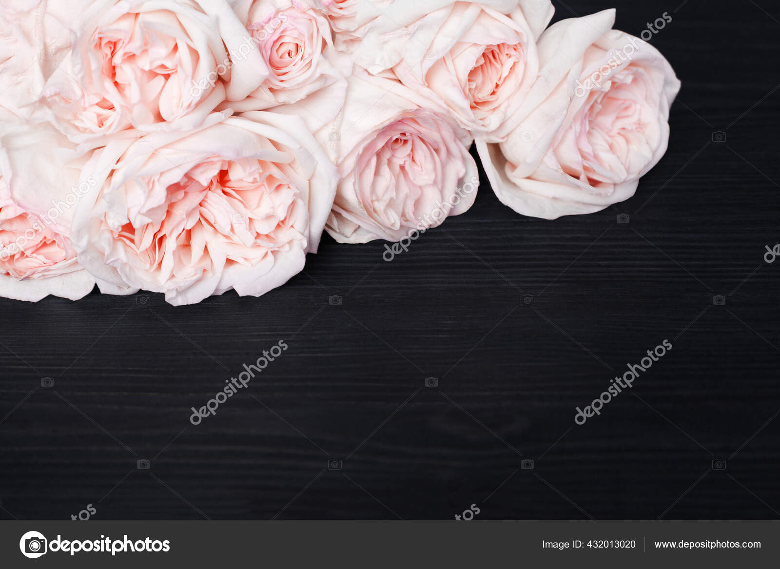 Delicate Light Pink Roses Black Wooden Background Close Beautiful White ...