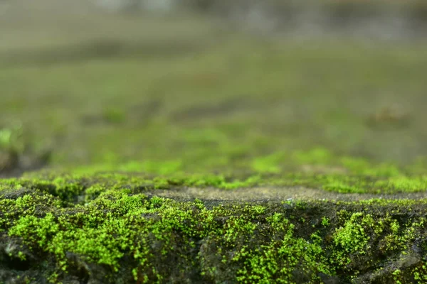 Moss background Stock Photos, Royalty Free Moss background Images ...