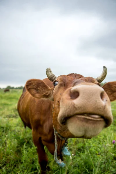 1,029 Happy cow eating grass Stock Photos, Happy cow eating grass ...