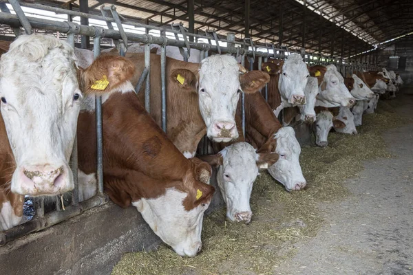 Simmental dairy cows on the farm. Dairy farm, simmental cattle, feeding ...