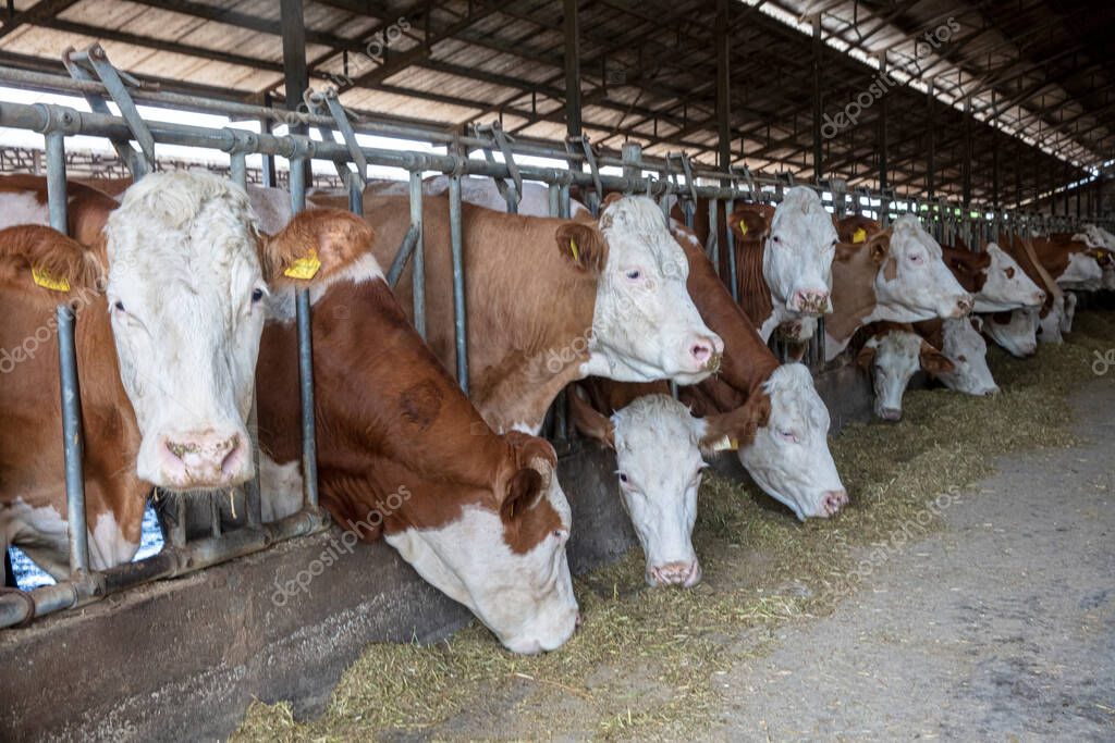 Vacas lecheras Simmental en la granja. Granja lechera, ganado simmental ...