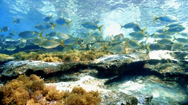 Schooling fish in the shallow waters of the Atlantic ocean. Underwater ...