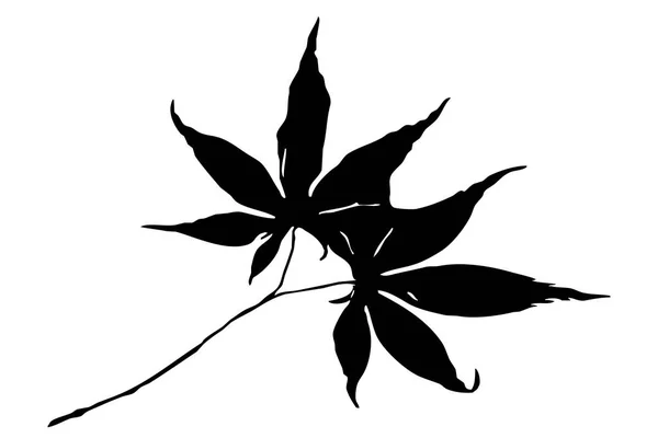 Tar flower Stock Photos, Royalty Free Tar flower Images | Depositphotos