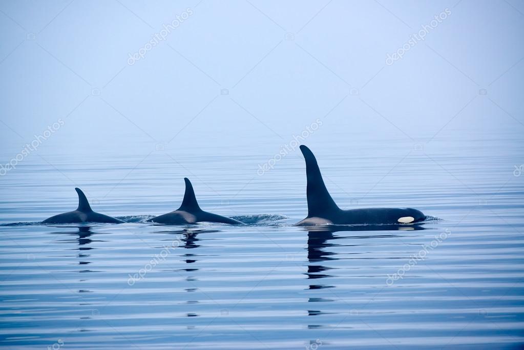Três baleias assassinas com enormes barbatanas dorsais em Vancouver ... Três baleias assassinas com enormes barbatanas dorsais em Vancouver ...