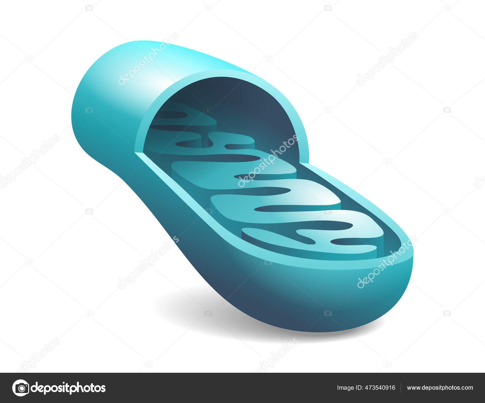 Icono De Mitocondria 200+ Mitochondria Icon Stock Illustrations,