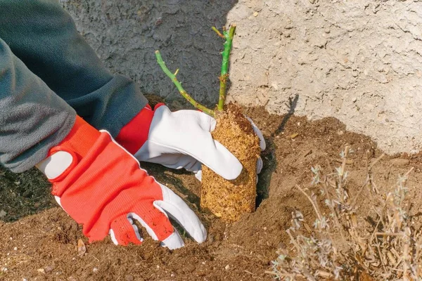 Gardener planting roses with protected root system, seasonal garden ...