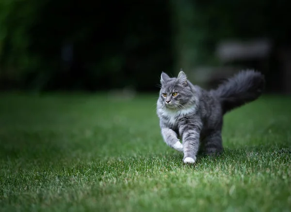 Grey cat walking Stock Photos, Royalty Free Grey cat walking Images ...