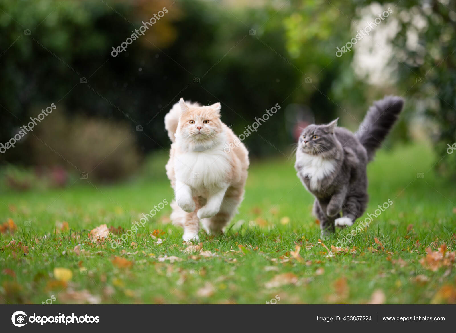 Two playful cat running on lawn — Stock Photo © FurryFritz #433857224