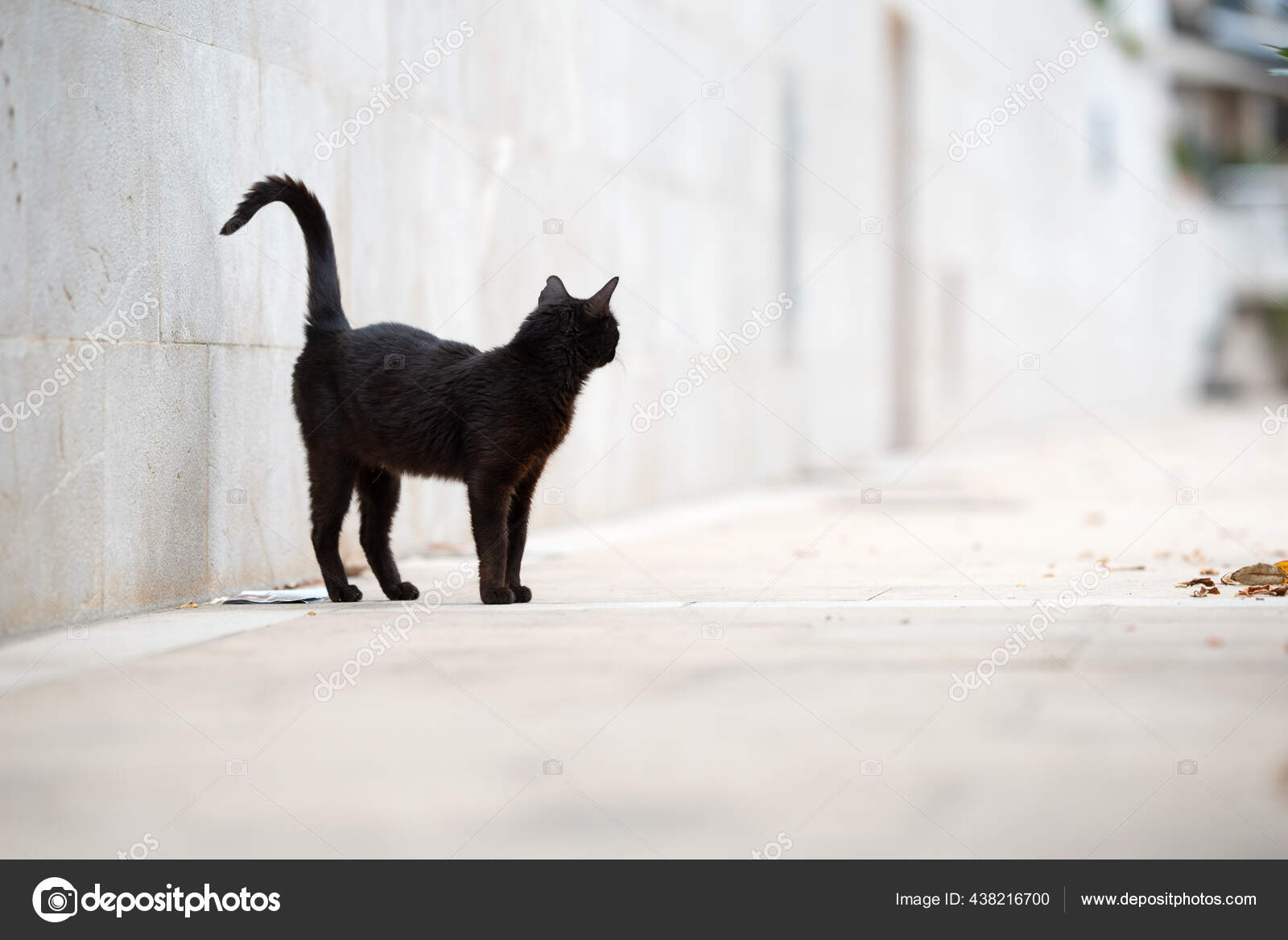 Black Cat Walking Away