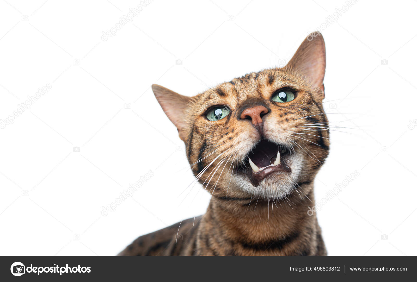 Bengal cat meowing funny face portrait — Stock Photo © FurryFritz ...