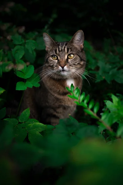 Gato del bosque Stock Photos, Royalty Free Gato del bosque Images ...