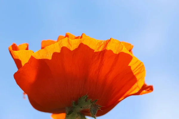 Moroccan poppy Stock Photos, Royalty Free Moroccan poppy Images ...