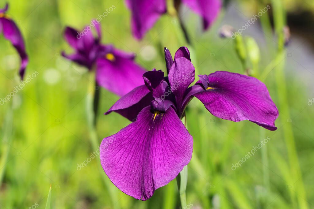 Foto frontal superior de flores de iris púrpura sobre fondo verde ...
