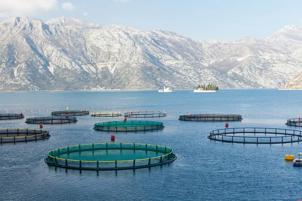 Fish farm in the Bay of Kotor. Stock Photo by ©bigguns 98350220