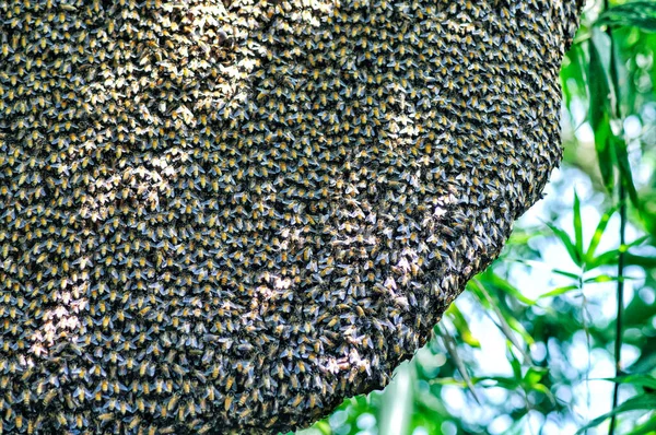 Biggest Beehive In The World