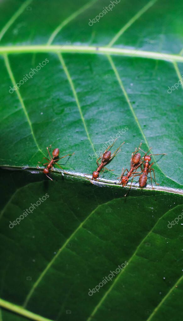 Tejedor rojo hormigas trabajo en equipo, hormigas rojas trabajo en ...