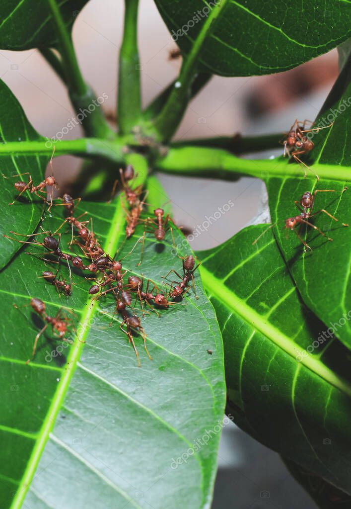 Tejedor rojo hormigas trabajo en equipo, hormigas rojas trabajo en ...