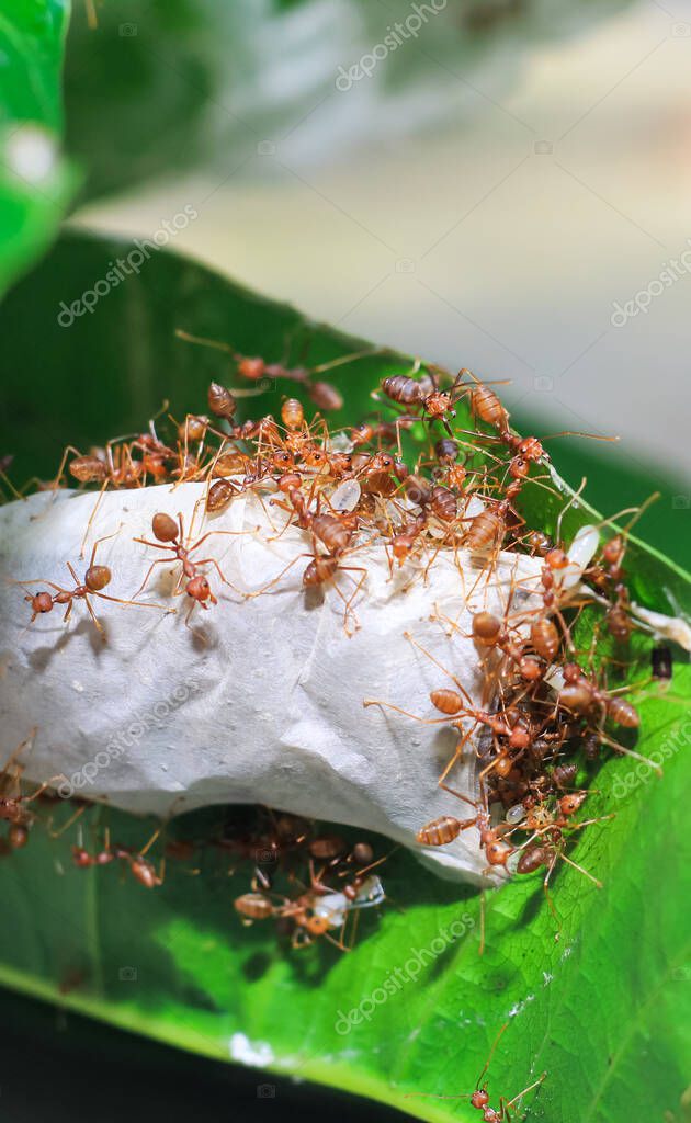 hormigas rojas (hormiga de fuego, Solenopsis geminate) ayudándose ...