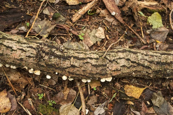 Fa fül gomba Stock fotók, Fa fül gomba Jogdíjmentes képek | Depositphotos