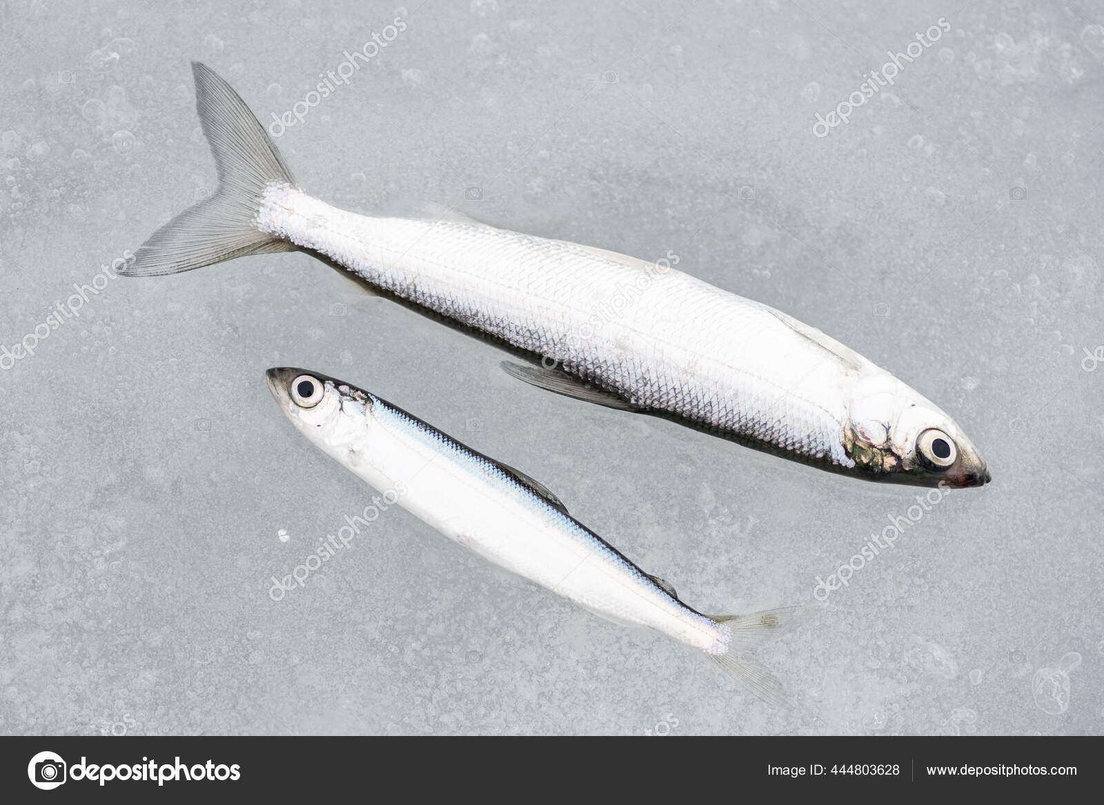 Cisco Fish Identification