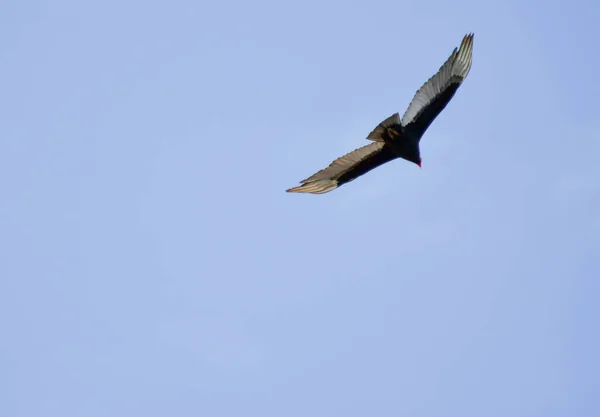 The Andean condor is the national symbol of several Latin American ...