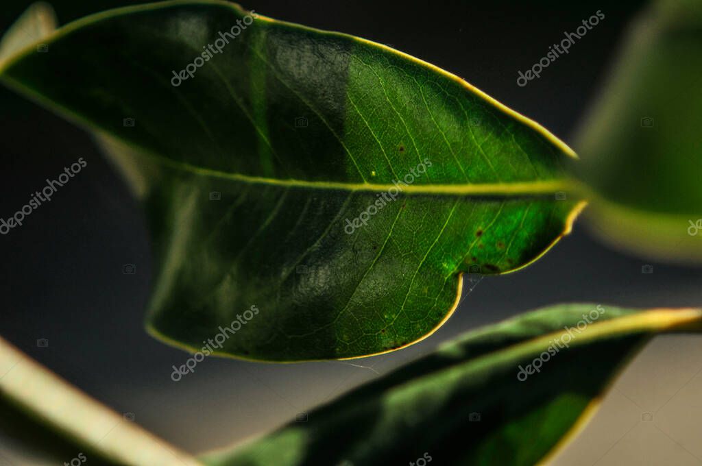 Hojas de Ficus Benjamina es un árbol que alcanza los 30 m de altura en ...