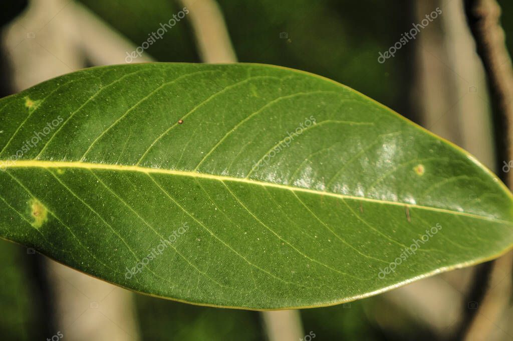 Hojas de Ficus Benjamina es un árbol que alcanza los 30 m de altura en ...
