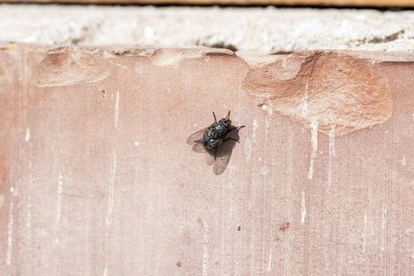 Termite volante images libres de droit, photos de Termite volante ...