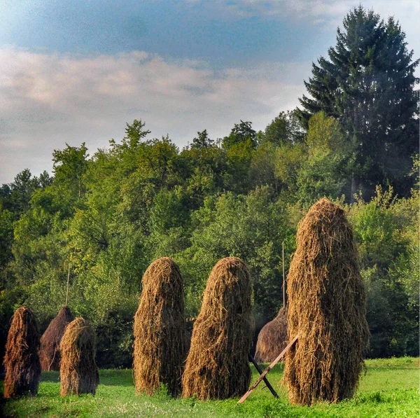 Oogst mannen Stock Photos, Royalty Free Oogst mannen Images | Depositphotos