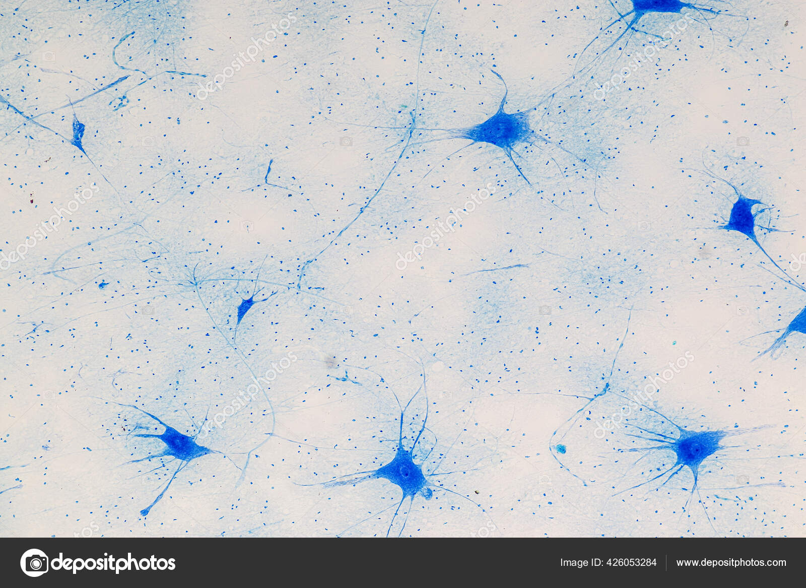 Motor Neuron Microscope