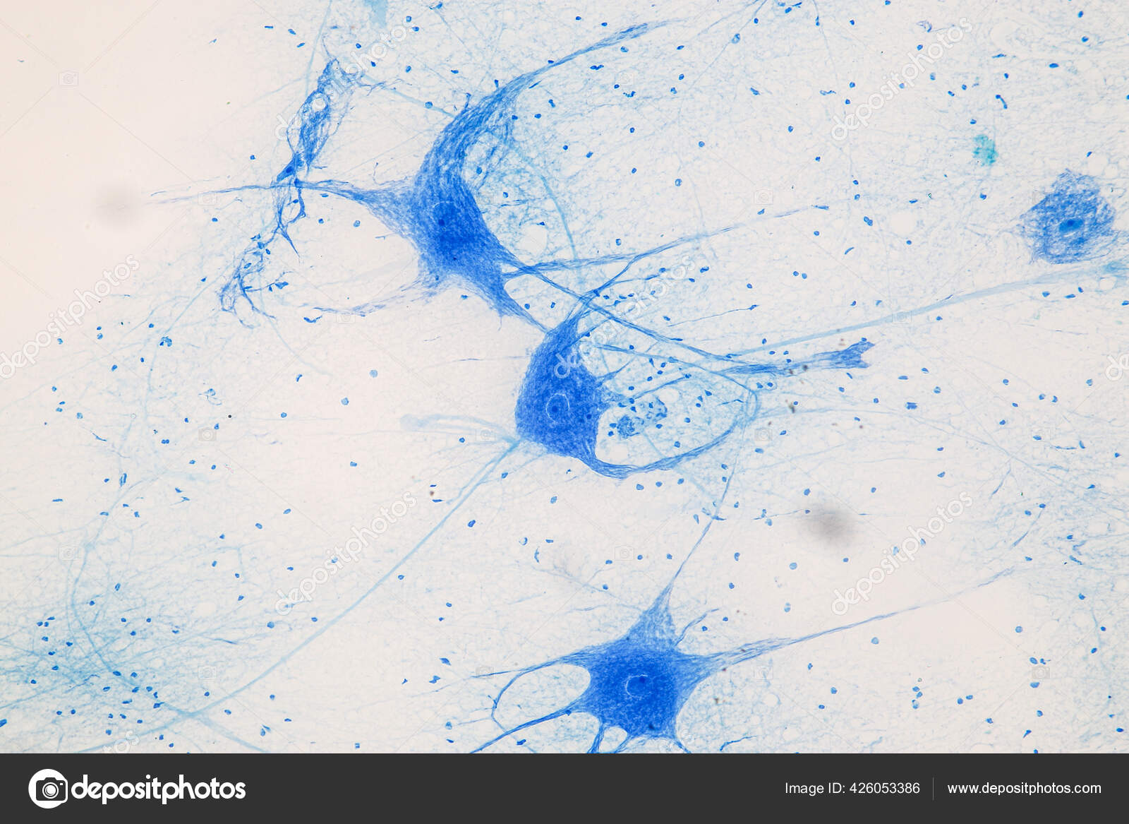 Nerve Cell Under Light Microscope