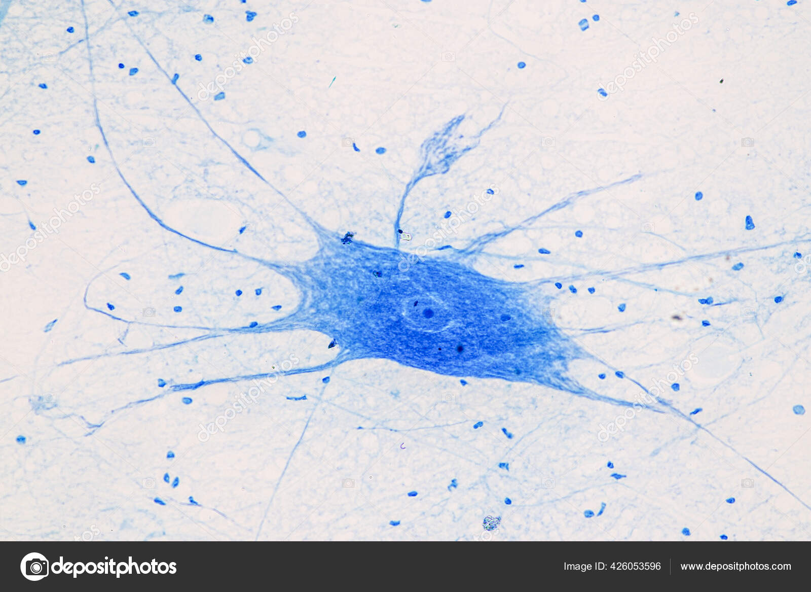 Nerve Cells Under A Microscope