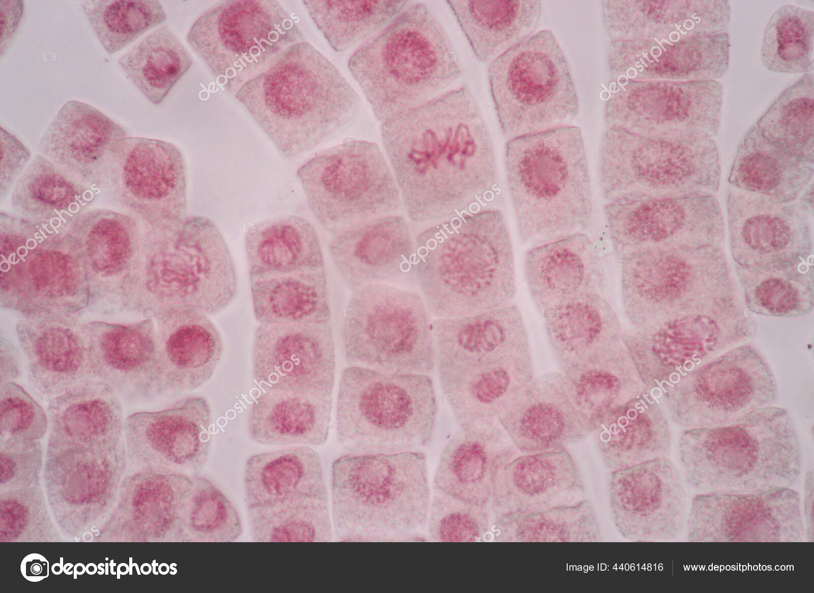 Cell Division Microscope