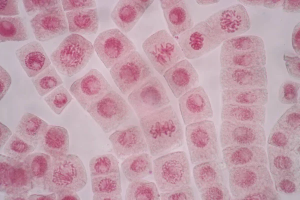 Cell Division and Cell Cycle under the microscope. - Stock Image ...