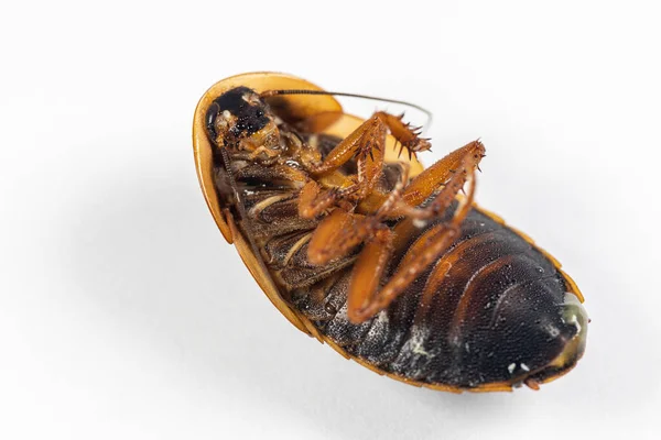 Estudio de la estructura de Blaptica dubia, cucaracha de Dubia, tambi n ...