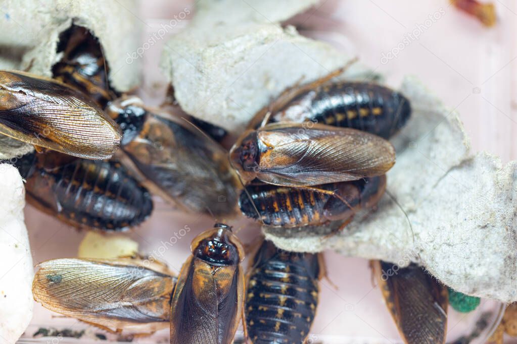 Estudio de la estructura de Blaptica dubia, cucaracha de Dubia, tambi n ...