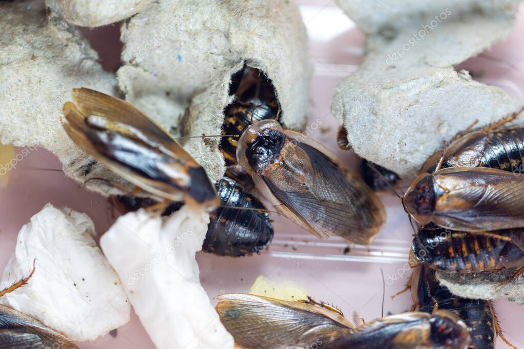 Estudio de la estructura de Blaptica dubia, cucaracha de Dubia, también ...