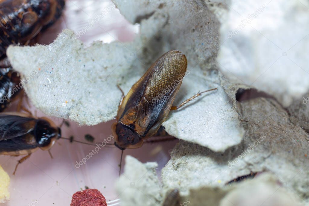 Estudio de la estructura de Blaptica dubia, cucaracha de Dubia, también ...