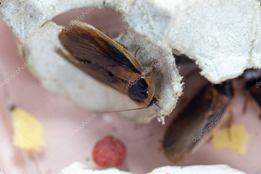 Estudio de la estructura de Blaptica dubia, cucaracha de Dubia, también ...