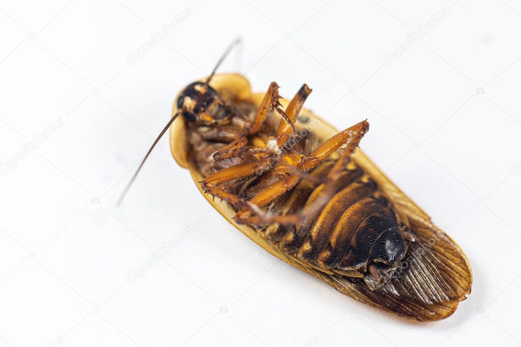 Estudio de la estructura de Blaptica dubia, cucaracha de Dubia, tambi n ...