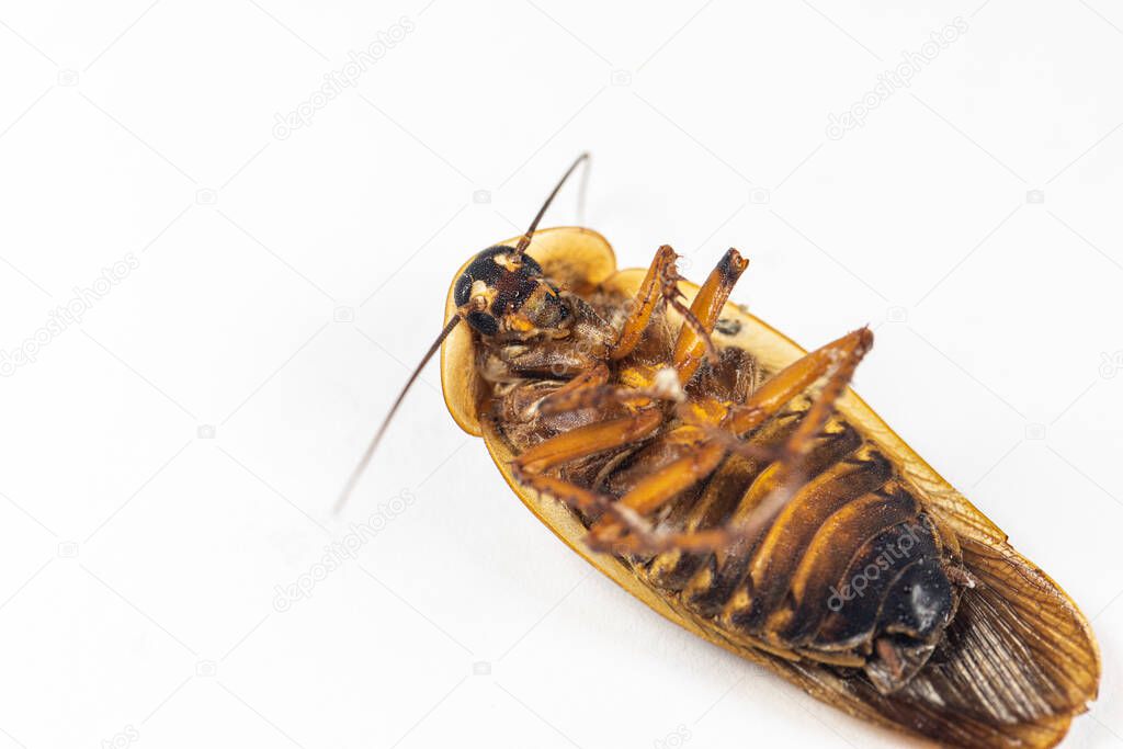 Estudio de la estructura de Blaptica dubia, cucaracha de Dubia, también ...