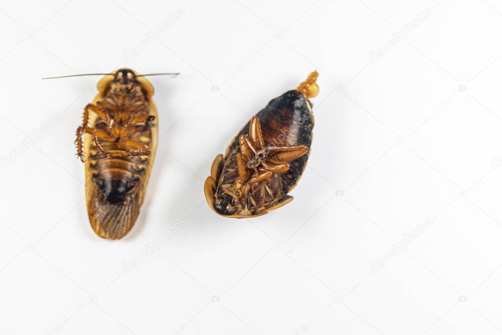 Estudio de la estructura de Blaptica dubia, cucaracha de Dubia, también ...