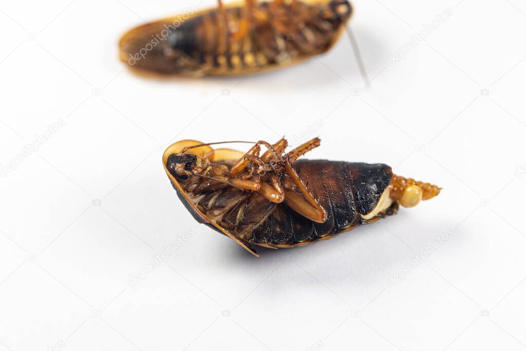 Estudio de la estructura de Blaptica dubia, cucaracha de Dubia, también ...