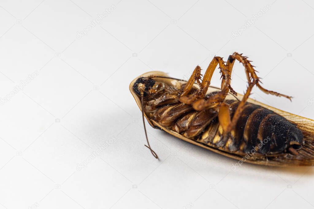 Estudio de la estructura de Blaptica dubia, cucaracha de Dubia, también ...