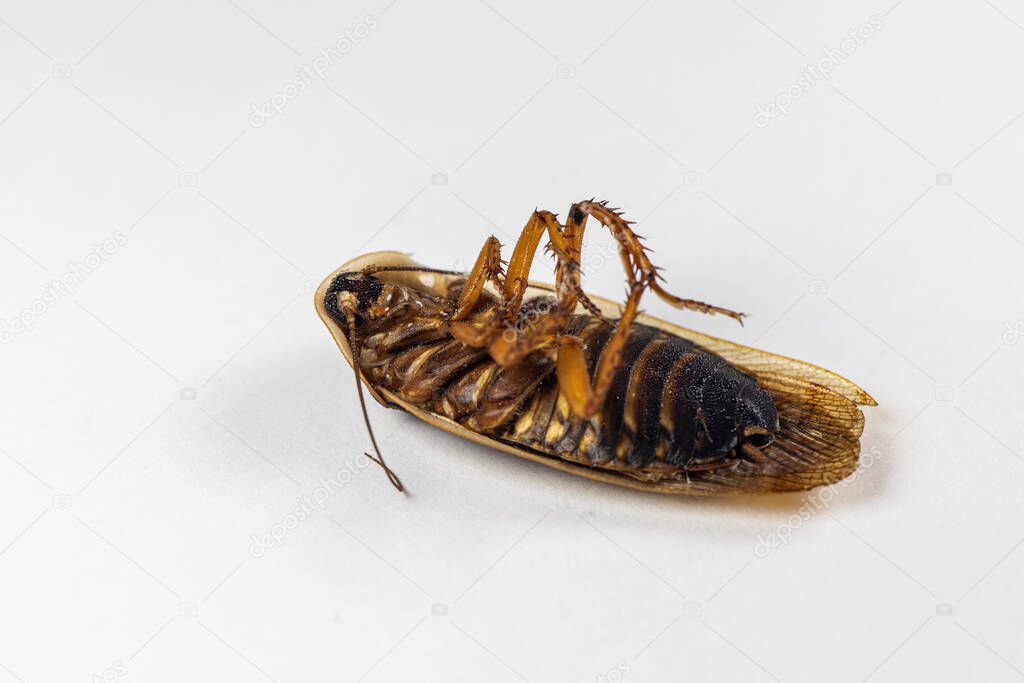 Estudio de la estructura de Blaptica dubia, cucaracha de Dubia, también ...